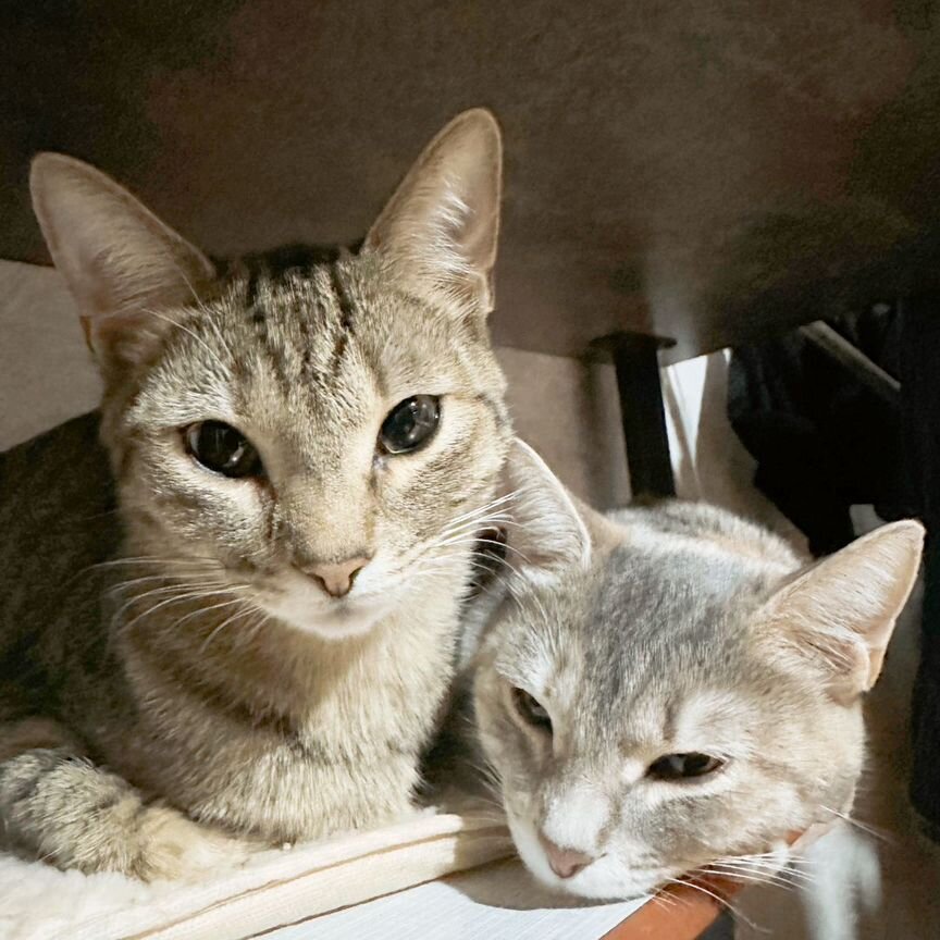 Кошки в добрые руки