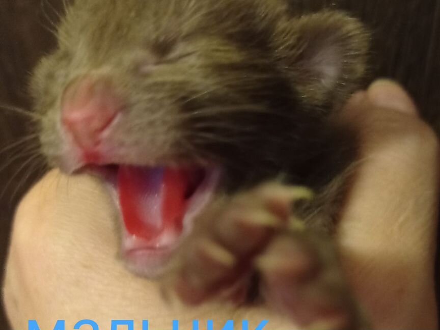 Ориентальные котята