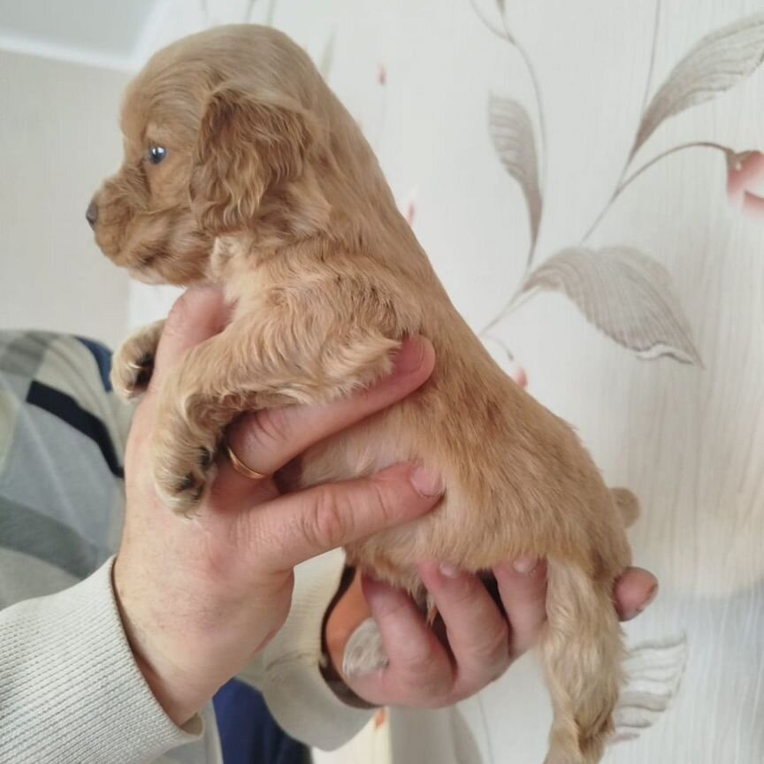 Щенки спаниеля