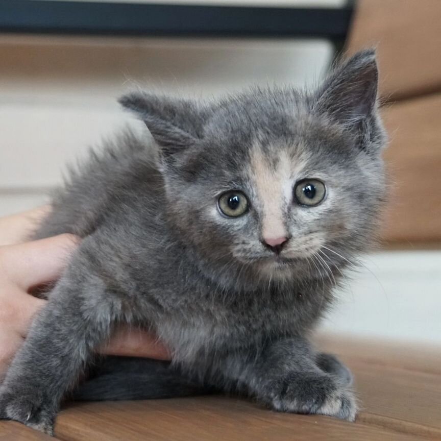 Кошечка в добрые руки