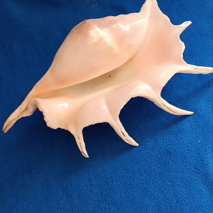 Ракушка морская большая