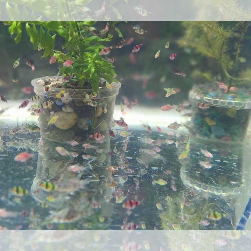 Барбусы гло