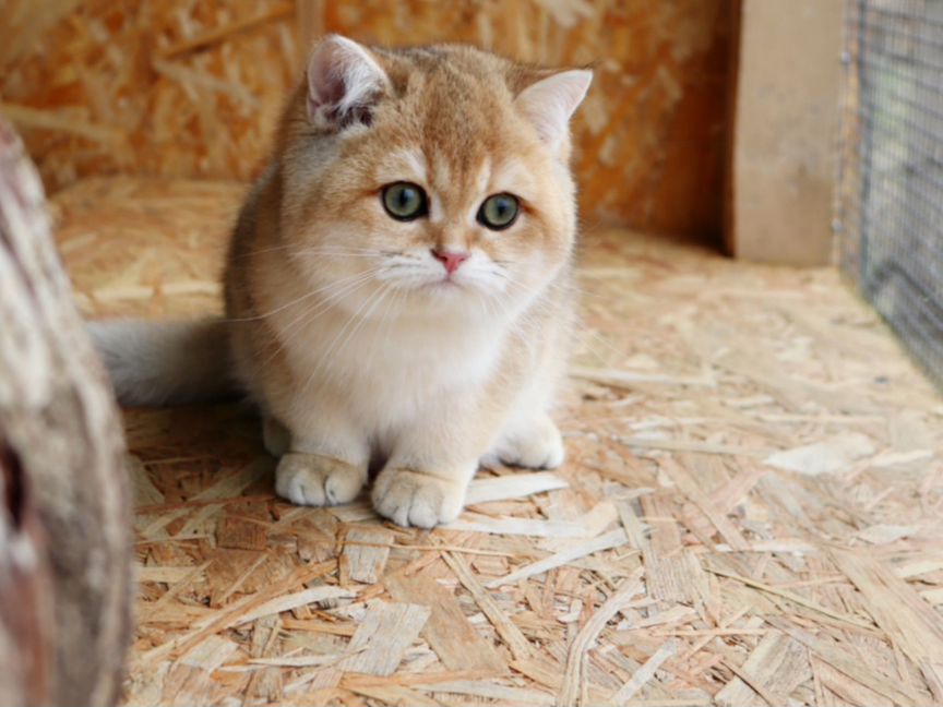 Шотландская золотая шиншилла девочка ny 11