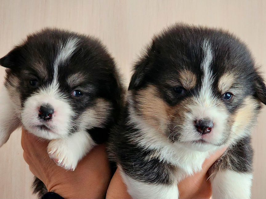 Вельш-корги пемброк щенок мальчик