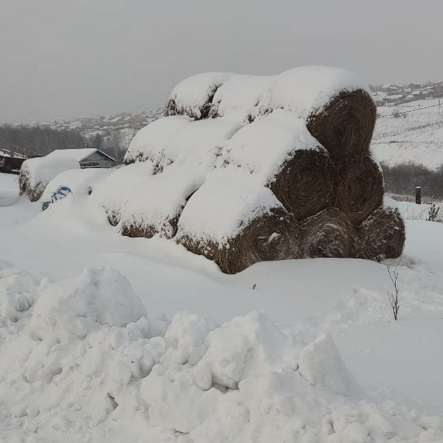 Сено в рулонах