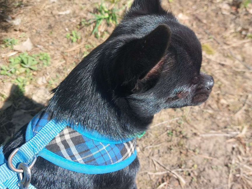 Чихуахуа кобель на вязку