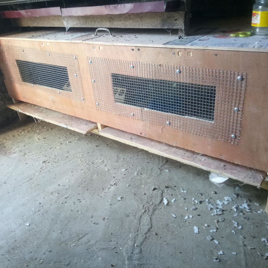 Брудер для перепелов цепляет