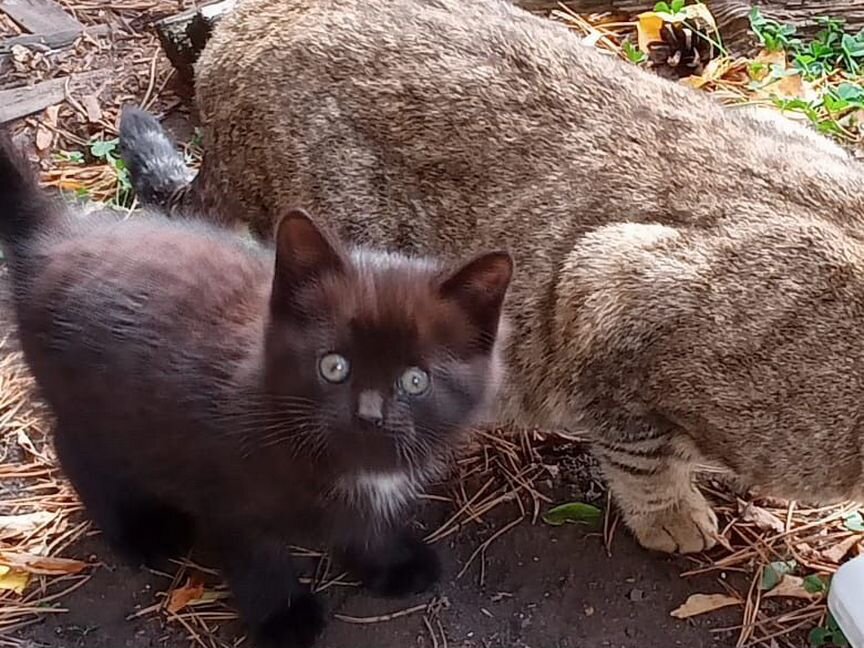 Кошка с котенком в добрые руки