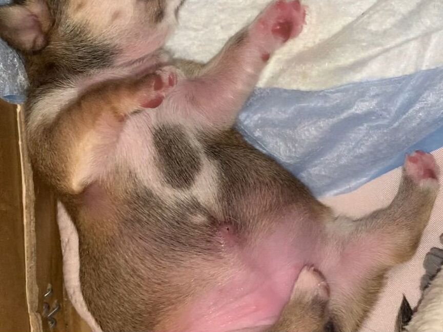 Чихуахуа девочки