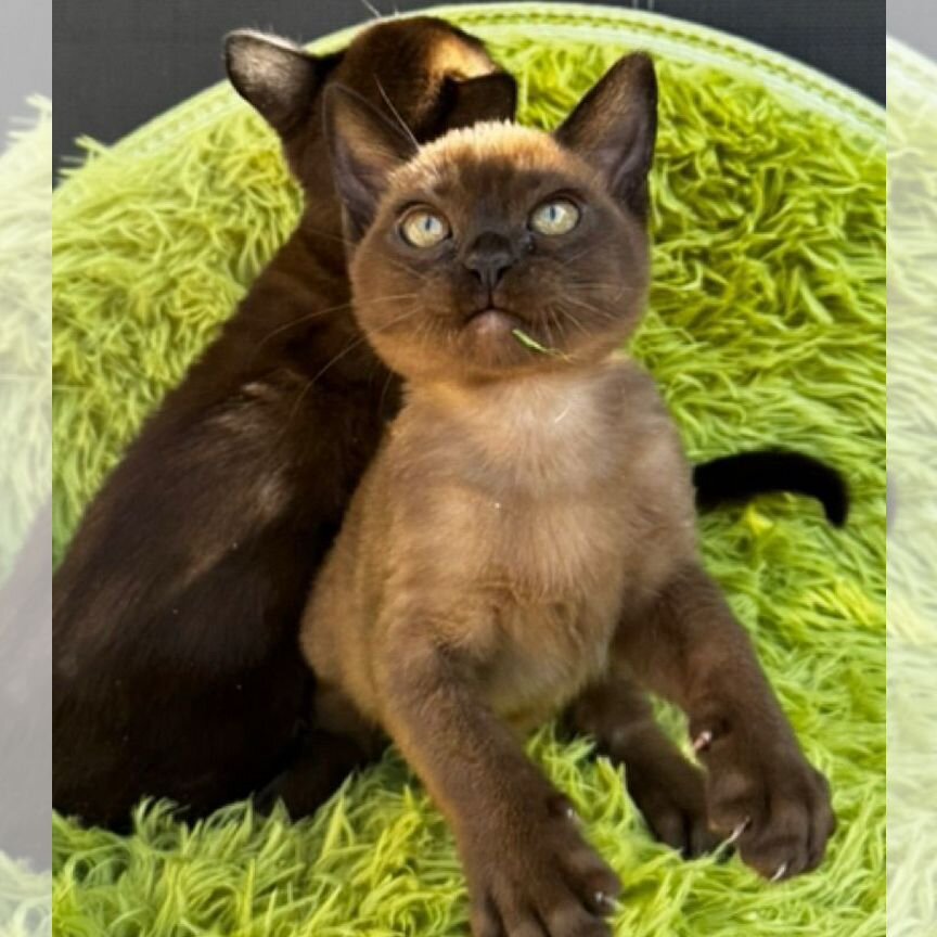 Бурманские котята
