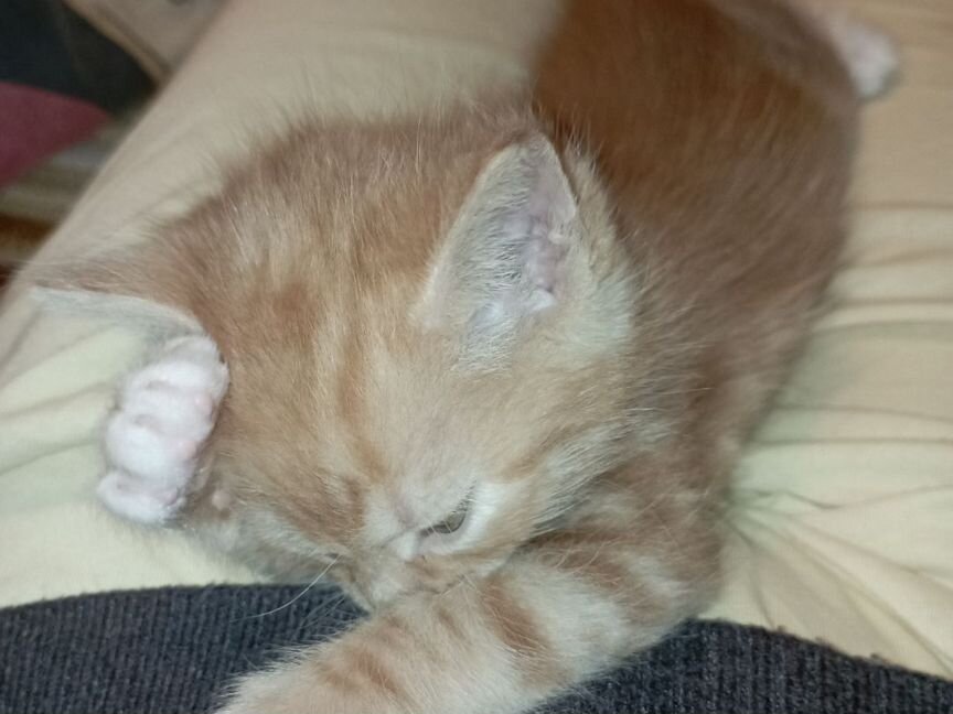 Кошка в дар бесплатно