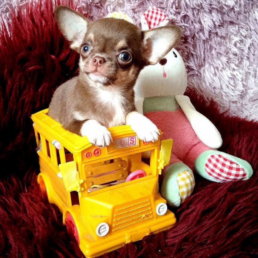 Мини мальчик чихуахуа