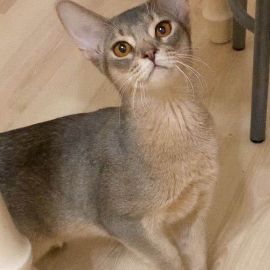 Абисинский котенок, мальчик
