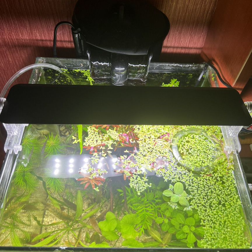 Chihiros AII 30 см