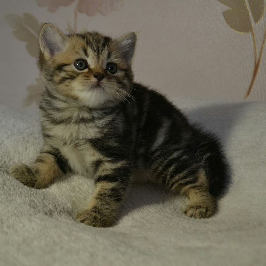 Шотландские Кошечки