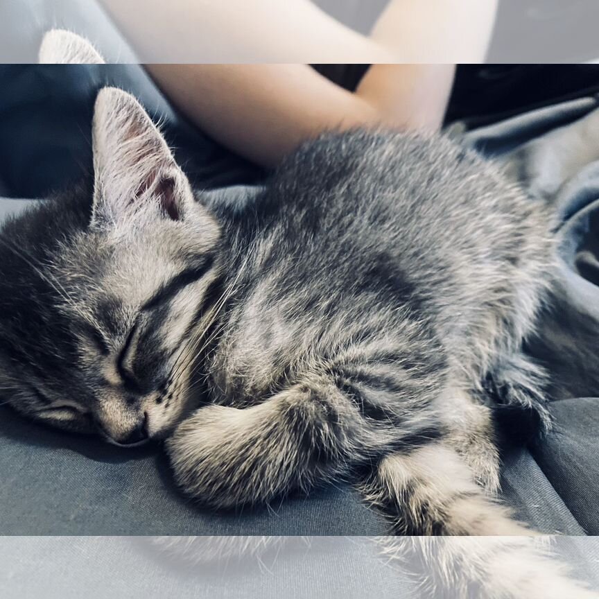 Отдам котенка в самые добрые руки