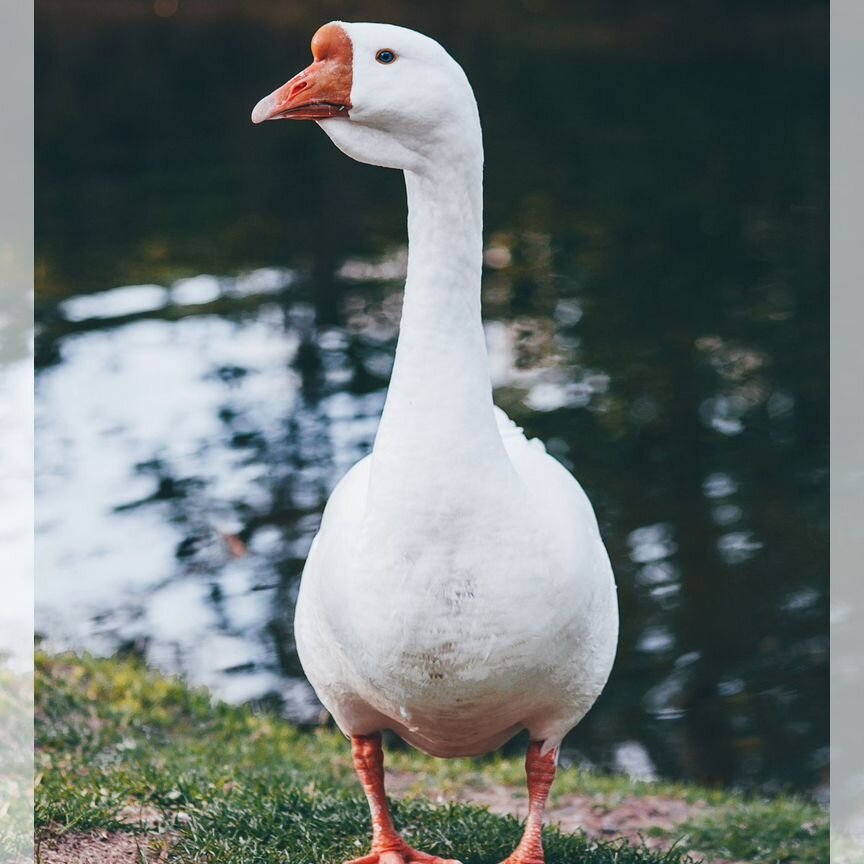 Гусь живым весом и тушки