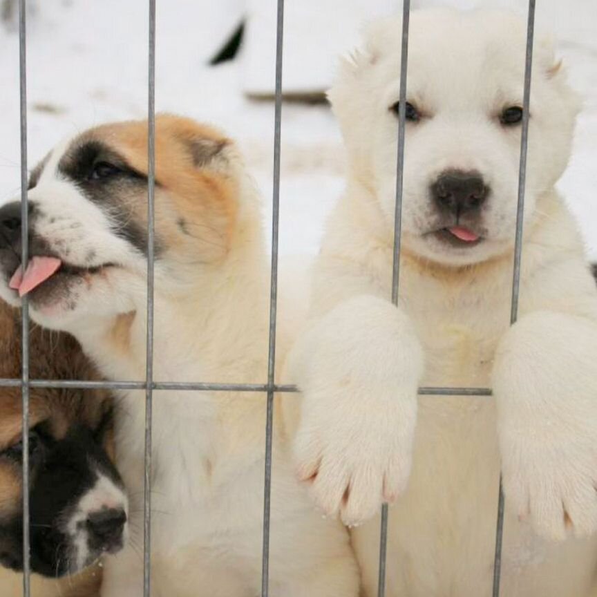 Щенки сао алабай