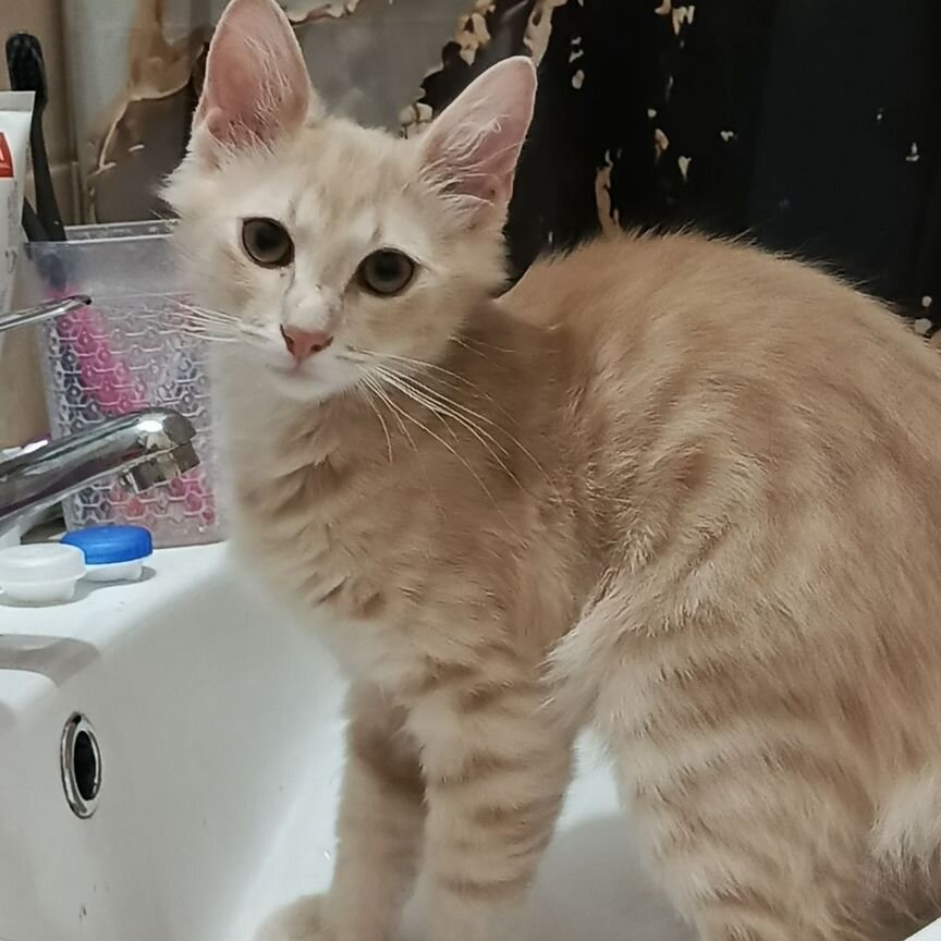 Сибирский котëнок