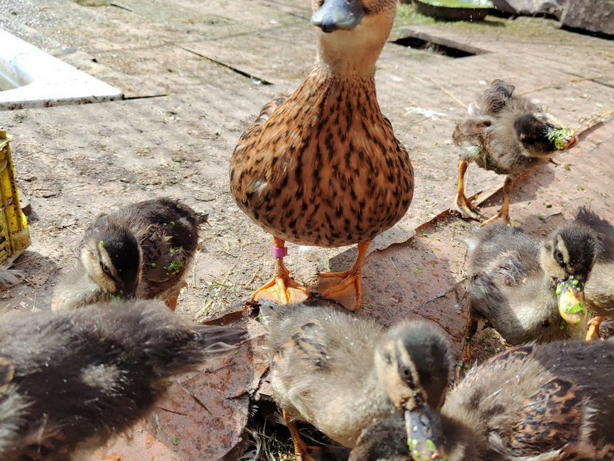 Утки подсадные для охоты