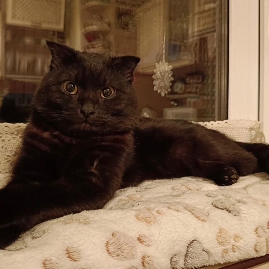 Взрослый кот в добрые руки