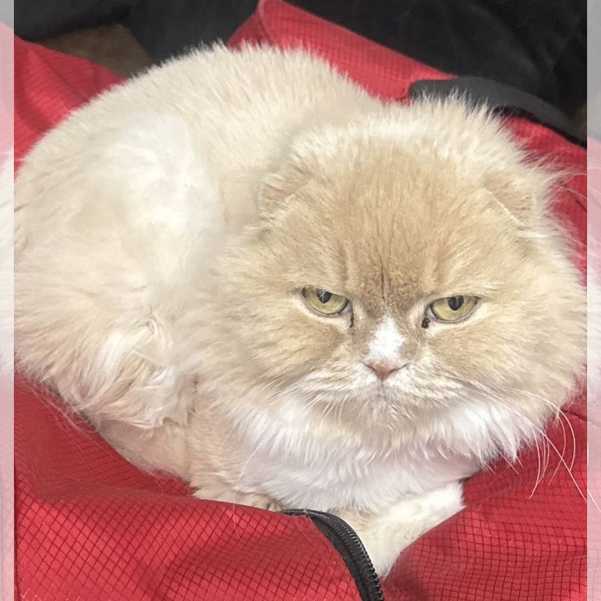 Шотландская вислоухая длинношёрстная, взрослая кошка