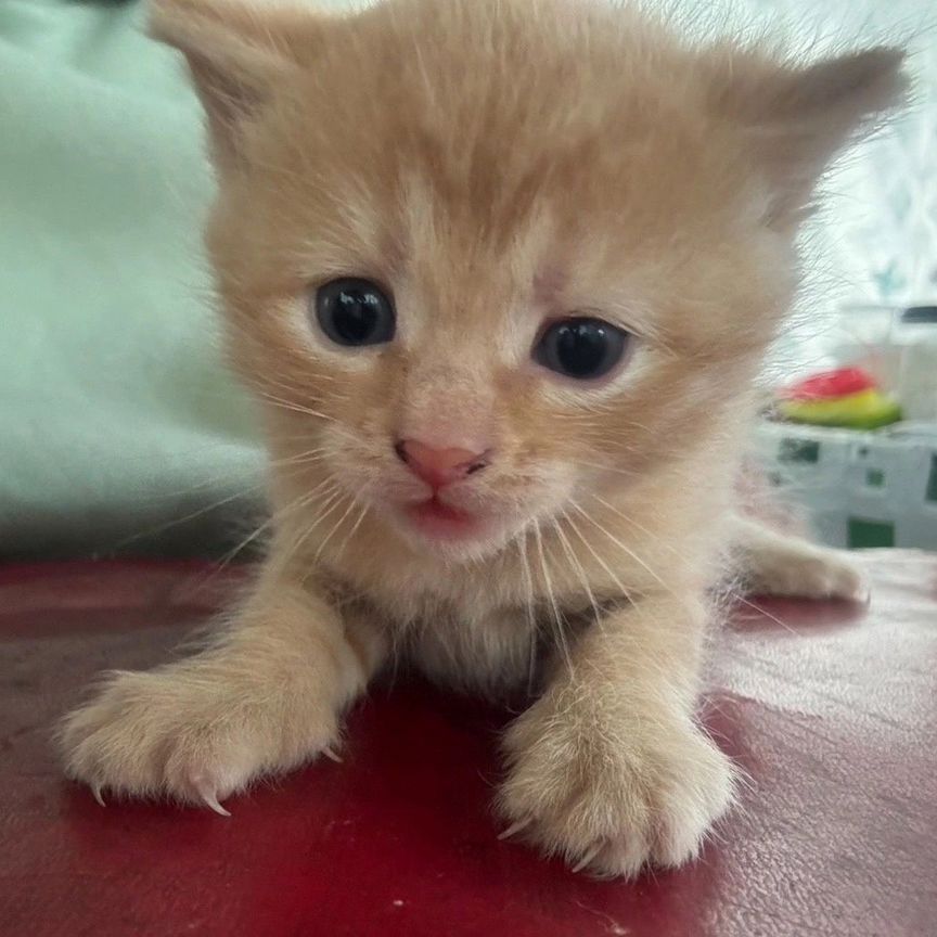Котонок рыжий персиковый