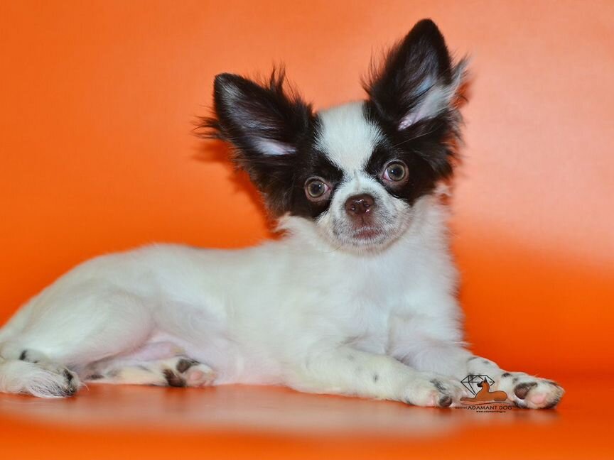 Бело-шоколадный красавец