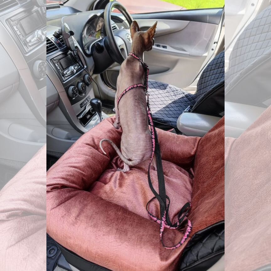 Автомобильное кресло для животных