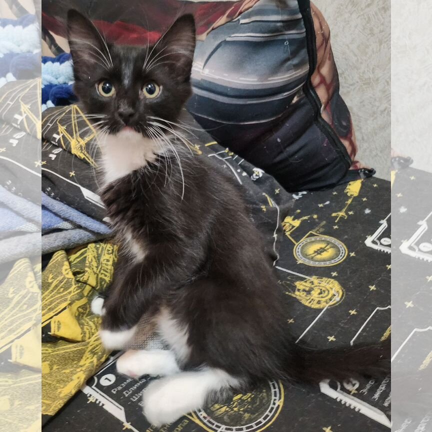 Котёнок от частного владельца