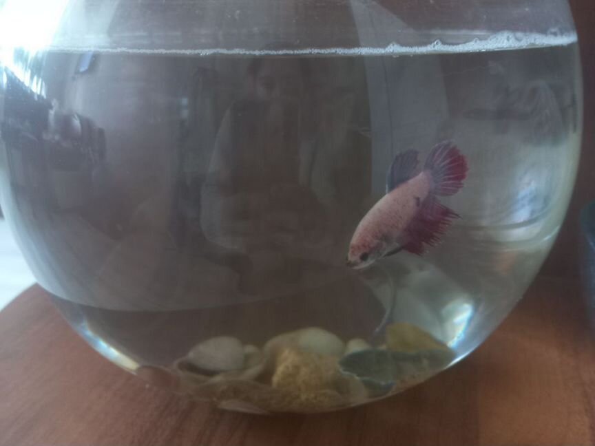Аквариум с рыбкой