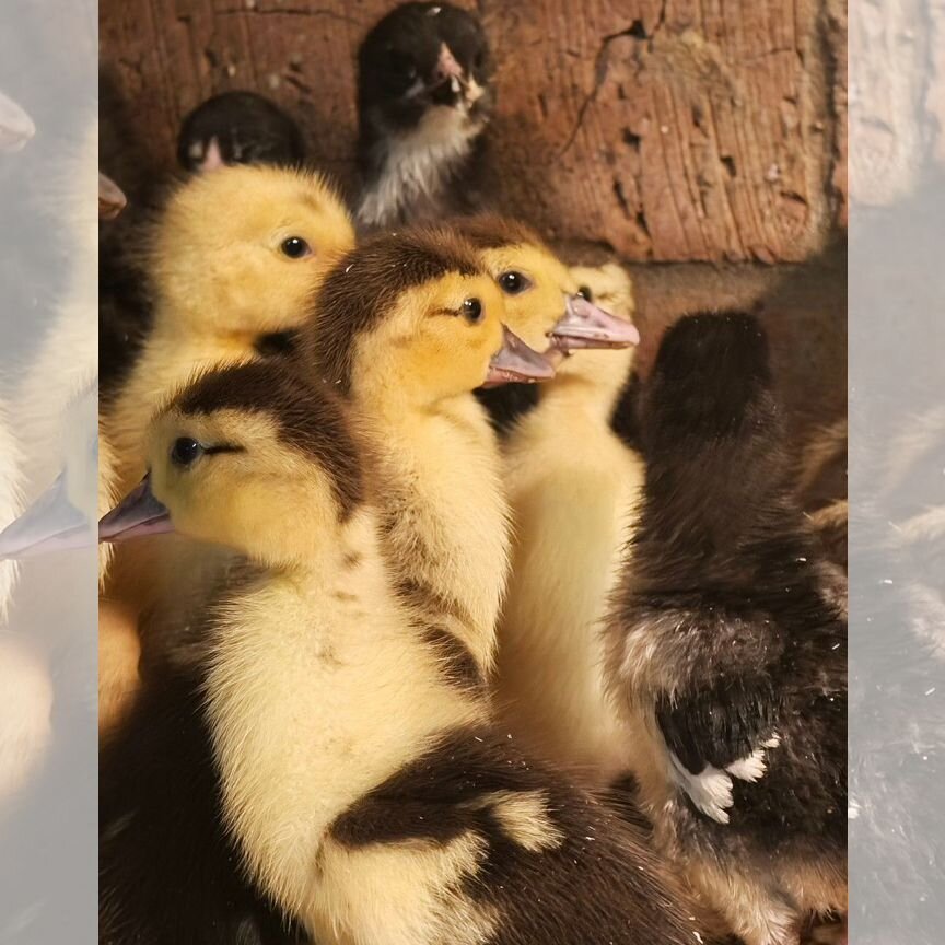 Мускусные утята