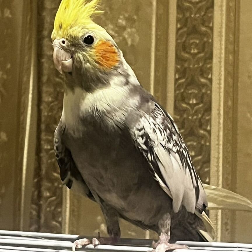 Попугай корелла разные возраста