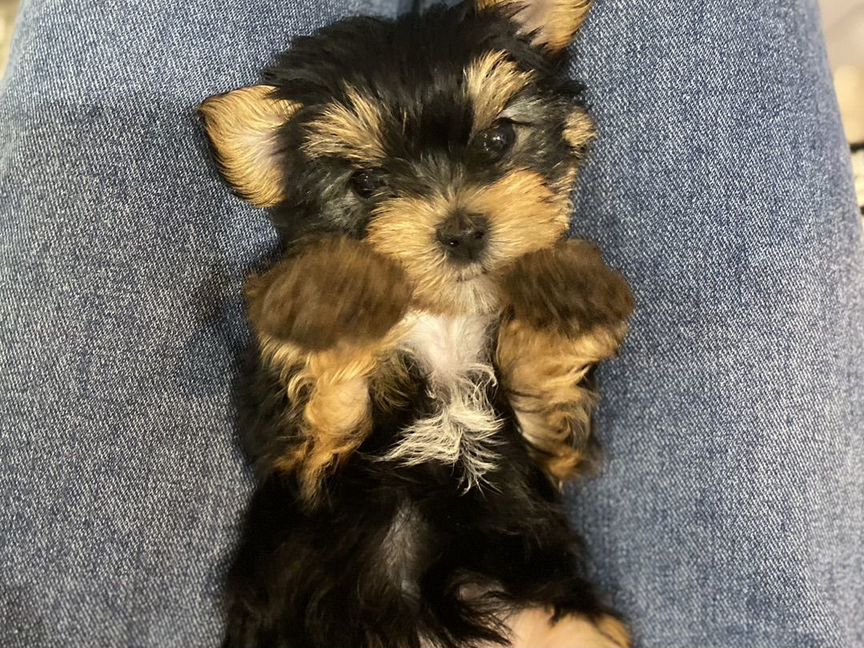 Йоркширский терьер мини беби фейс