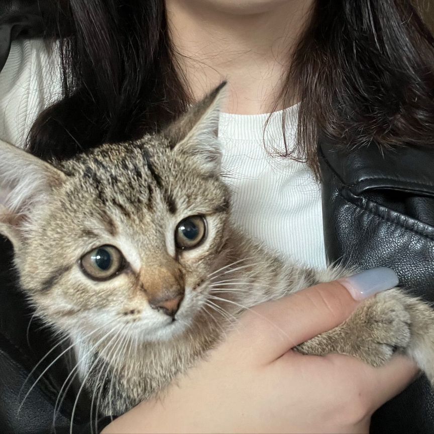Котенок