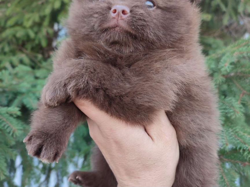 Померанский шпиц мини