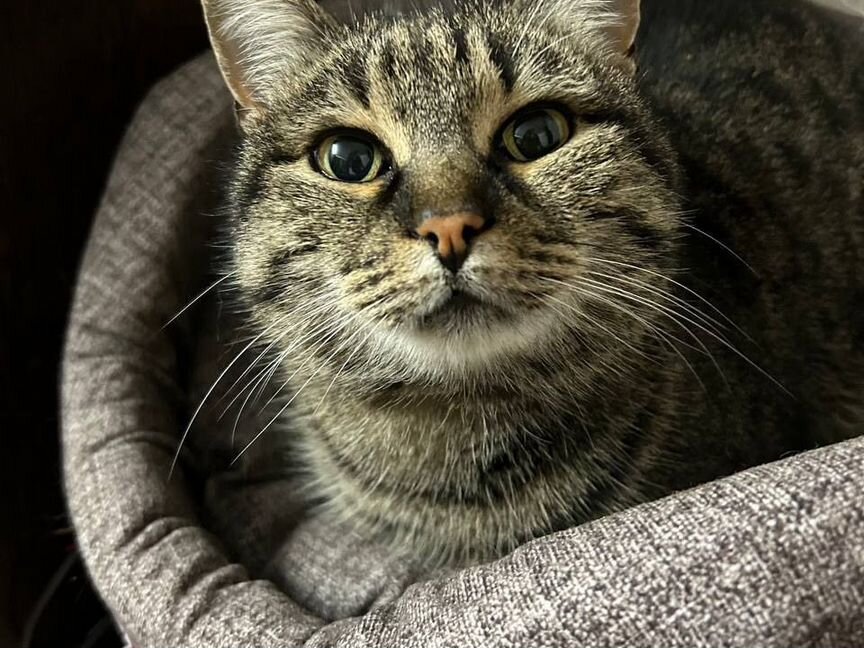 Кошка в дар