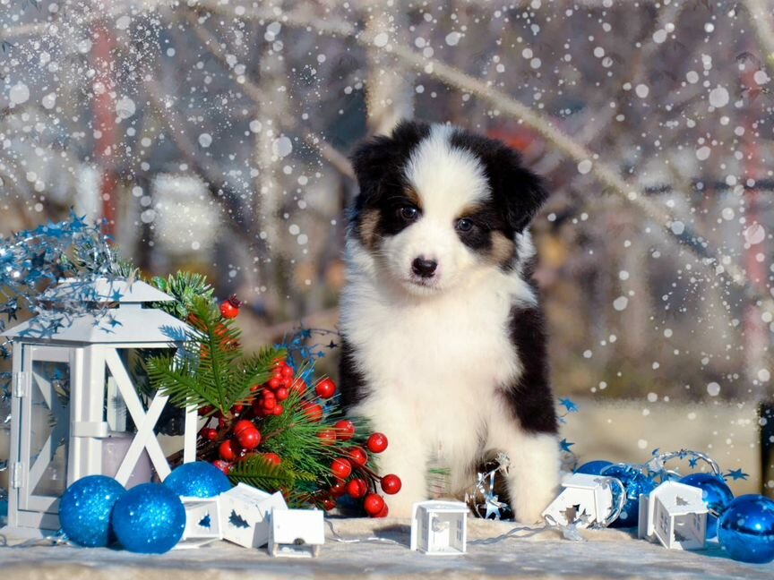 Щенки австралийской овчарки(аусси)