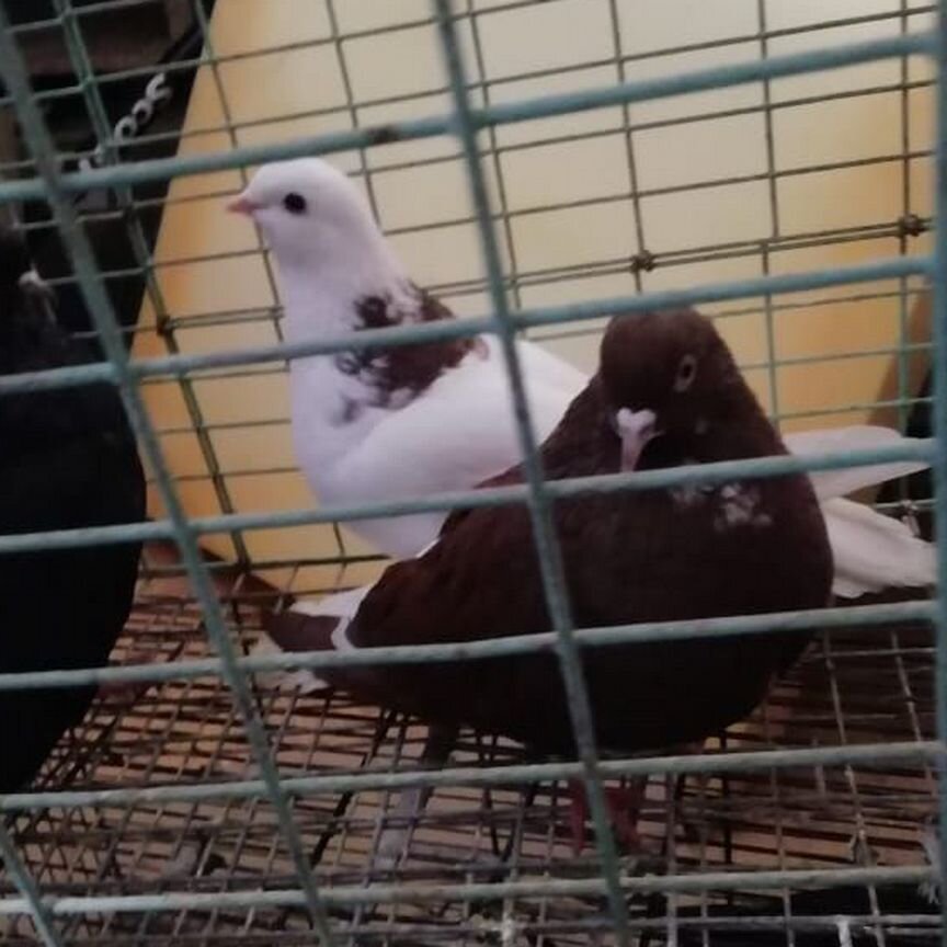 Николаевские голуби