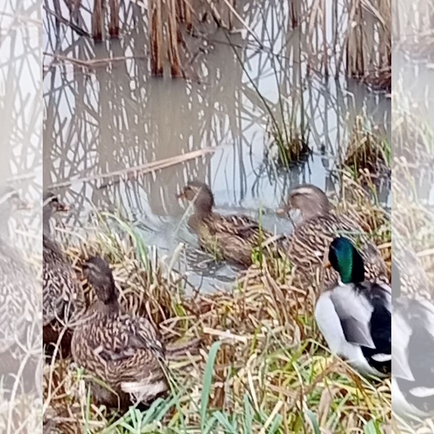 Утка кряква