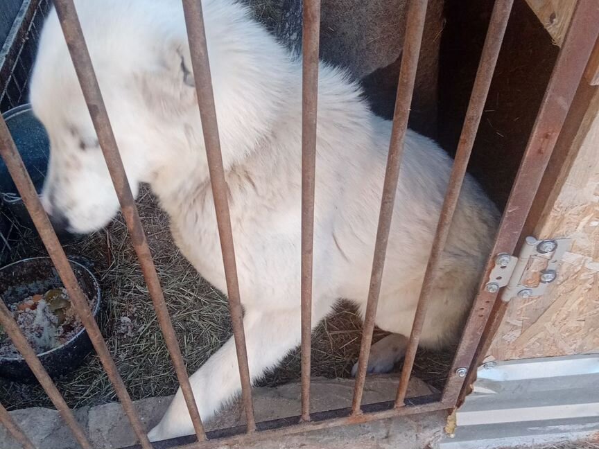 Молодая сука