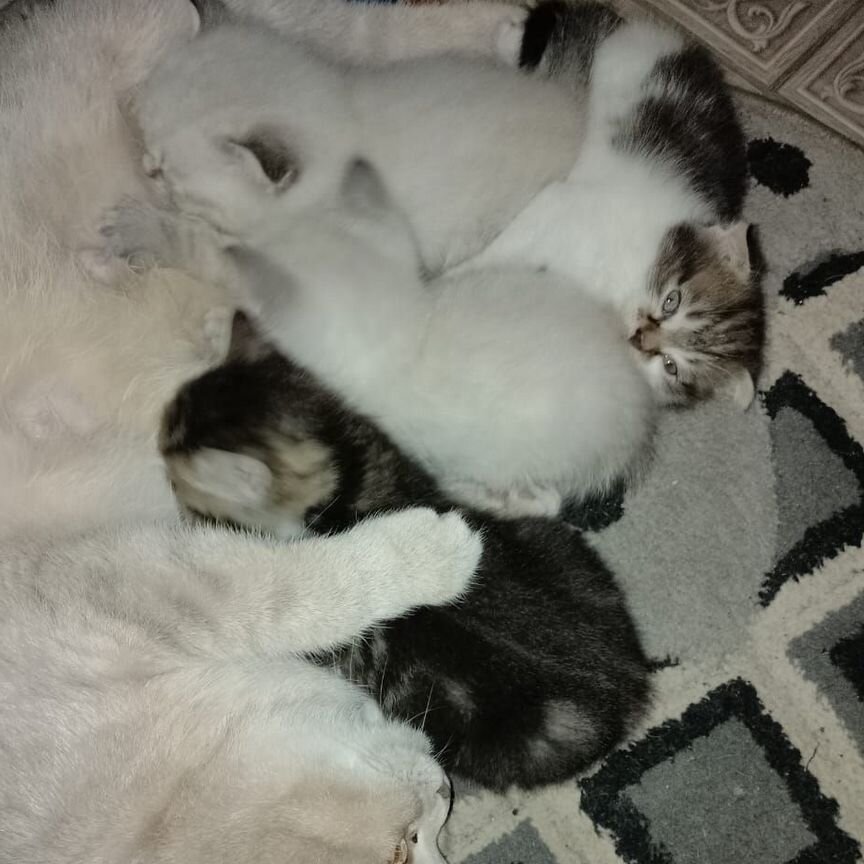 Отдам котят в добрые руки