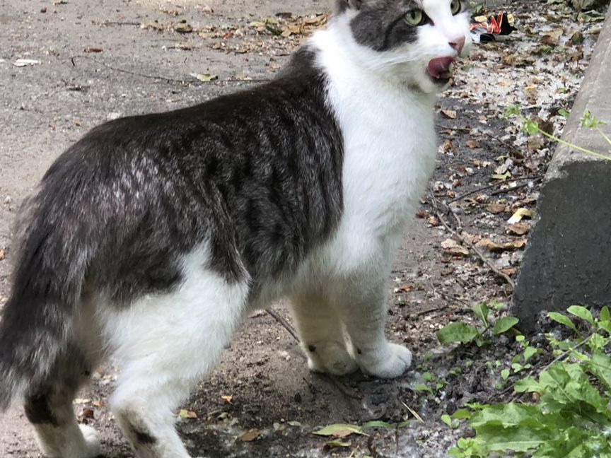 Кот Саня в новую жизнь