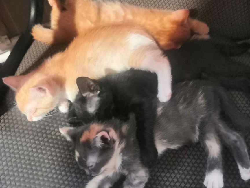 Котята в добрые руки