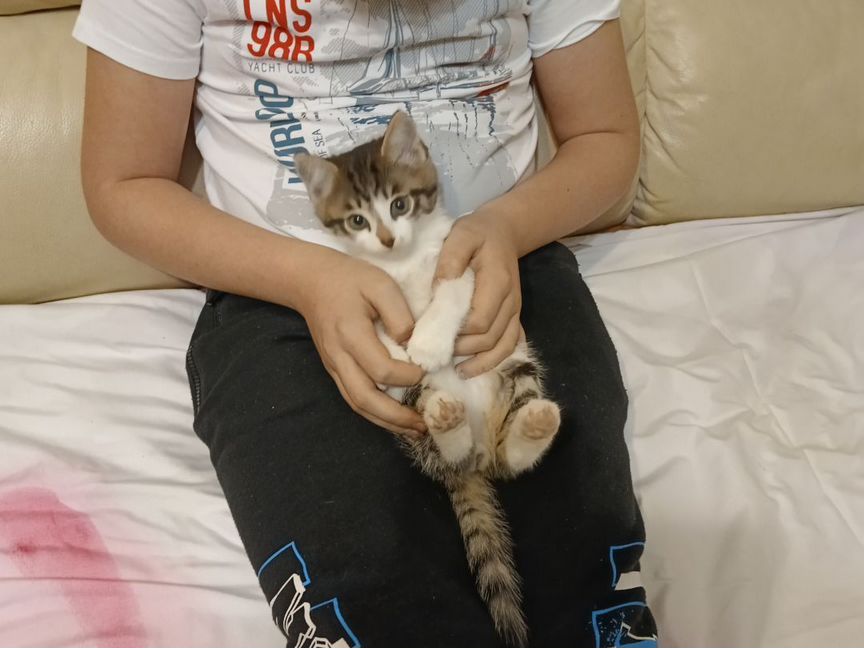 Отдам котика 1 мес 2 нед в хорошую,добрую семью