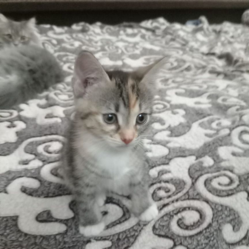 Продам кошечку