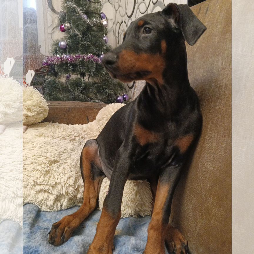 Доберман, щенок