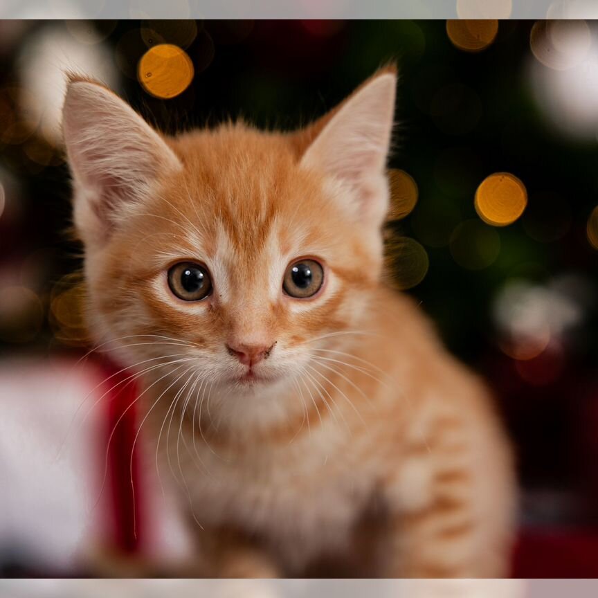 Котёнок от частного владельца