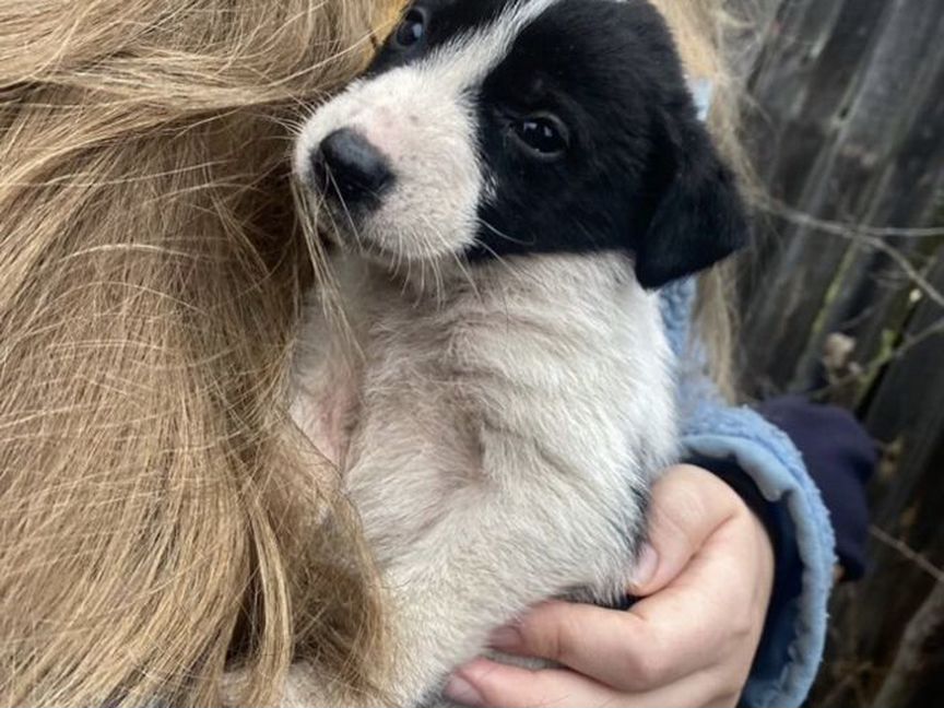 Щенки брошены у дороги