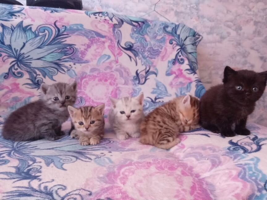 Шотландские котята